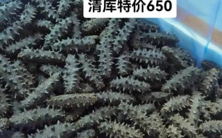 辽参多少钱一斤_辽参价格为什么差距大