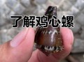鸡心螺毒刺图片_鸡心螺毒刺有多毒