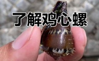 鸡心螺毒刺图片_鸡心螺毒刺有多毒