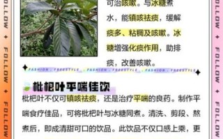 枇杷叶冰糖煮水的功效_枇杷叶冰糖水能止咳吗