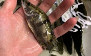 桂鱼鱼苗多少钱一斤_桂鱼苗批发价格行情