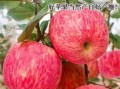 红富士苹果今日价格_多少钱一斤