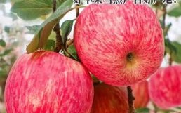红富士苹果今日价格_多少钱一斤