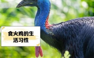 圣诞节为什么吃火鸡_火鸡传统起源