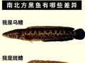野生黑鱼和养殖黑鱼有什么区别_如何辨别野生黑鱼