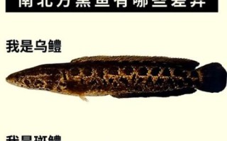 野生黑鱼和养殖黑鱼有什么区别_如何辨别野生黑鱼