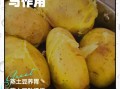蒸土豆热量多少_减肥能吃吗