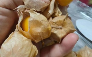 野生姑娘果长什么样_野生姑娘果能吃吗