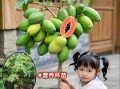 木瓜树几年开花结果_木瓜树多久结果