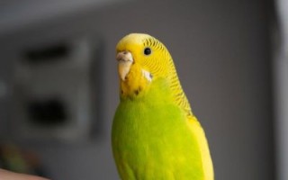 虎皮鹦鹉图片怎么拍_虎皮鹦鹉图片高清下载 虎皮鹦鹉图片怎么拍_虎皮鹦鹉图片高清下载