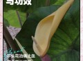 芋头花有毒吗_芋头花能吃吗