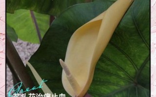 芋头花有毒吗_芋头花能吃吗