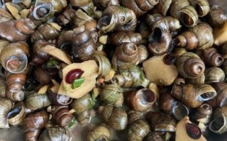 田螺煮多久才熟_田螺要焯水吗 田螺煮多久才熟_田螺要焯水吗