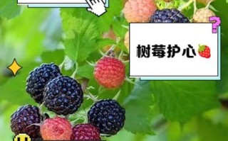树莓怎么保存_树莓的功效与作用
