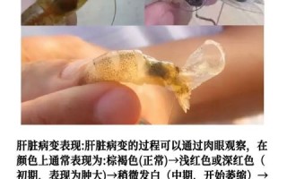 淡水对虾养殖技术_如何提高成活率
