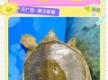 甲鱼养殖多久可以出售_甲鱼几个月能卖