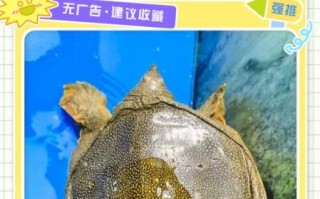 甲鱼养殖多久可以出售_甲鱼几个月能卖