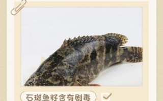 石斑鱼为什么不能吃_石斑鱼有哪些危害