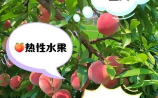 桃子是凉性还是热性_桃子吃多了会上火吗