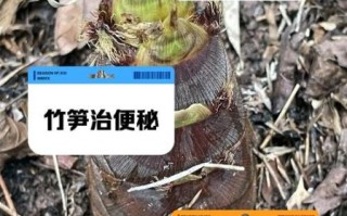 竹笋的功效和作用_痛风能吃吗