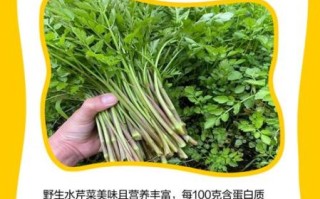 野生水芹菜哪些人不能吃_野生水芹菜禁忌有哪些