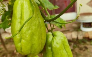 佛手瓜哪个品种最好_佛手瓜高产品种推荐