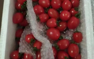 玲珑小番茄的功效与作用_玲珑小番茄能减肥吗