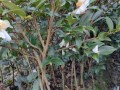 油茶苗怎么种_油茶苗种植时间和方法