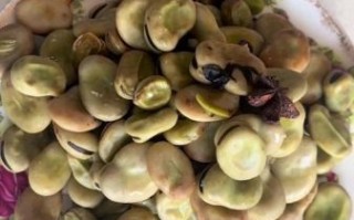 茴香豆怎么煮_茴香豆的做法视频