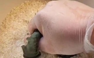 在家如何做皮蛋瘦肉粥_皮蛋瘦肉粥的做法步骤