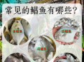 鲳鱼有刺吗_鲳鱼刺多不多