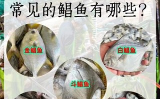 鲳鱼有刺吗_鲳鱼刺多不多