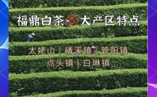 福鼎白茶哪里最正宗_福鼎白茶核心产区有哪些