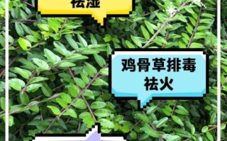 鸡骨草真的能治肝病吗_鸡骨草对肝脏有什么好处