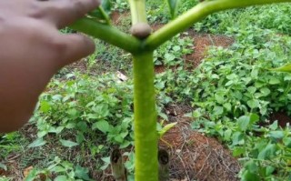 魔芋种植技术视频_如何科学种魔芋