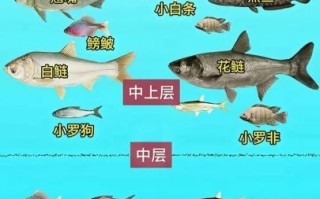 钓白鲢花鲢用什么饵料_钓白鲢花鲢怎么调漂