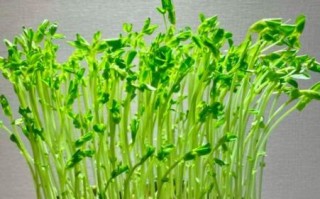 豌豆苗几天发芽_豌豆苗怎么种长得快 豌豆苗几天发芽_豌豆苗怎么种长得快