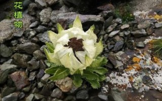 雪莲花泡酒壮阳的正确方法_雪莲花壮阳酒配方比例