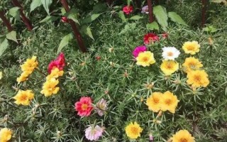 蚂蚱菜花学名叫什么_蚂蚱菜花和打碗碗花区别