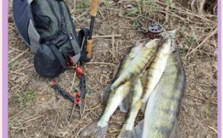 梭鲈鱼长什么样_梭鲈鱼图片怎么拍才清晰