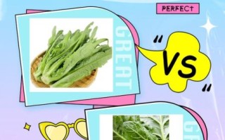 油麦菜是莴笋叶吗_油麦菜和莴笋叶的区别