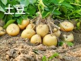 马铃薯图片大全_如何挑选高清马铃薯照片