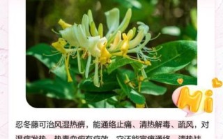 忍冬藤的功效与作用_忍冬藤能治哪些病