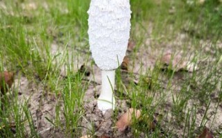 鸡菇图片怎么拍_鸡菇长什么样