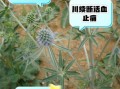 续断的功效与作用_续断怎么吃效果最好
