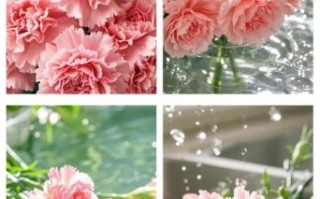 粉色康乃馨花语是什么_适合送什么人