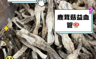 鹿茸菇的功效与作用_鹿茸菇怎么吃效果最好
