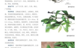 墨旱莲的功效与作用_墨旱莲能治哪些病