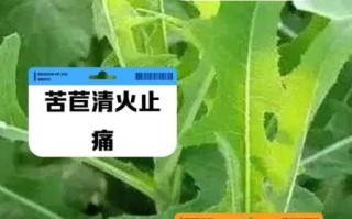 苦菊菜吃了有什么功效_苦菊菜怎么吃最营养