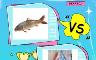 三道鳞图片_三道鳞和鲤鱼区别